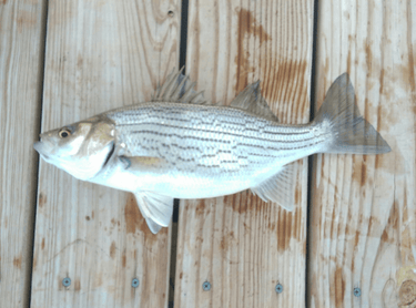 Newalla Fish Co. Pro-Shop: Top Catalog for Pond Owners – Newalla Fish ...