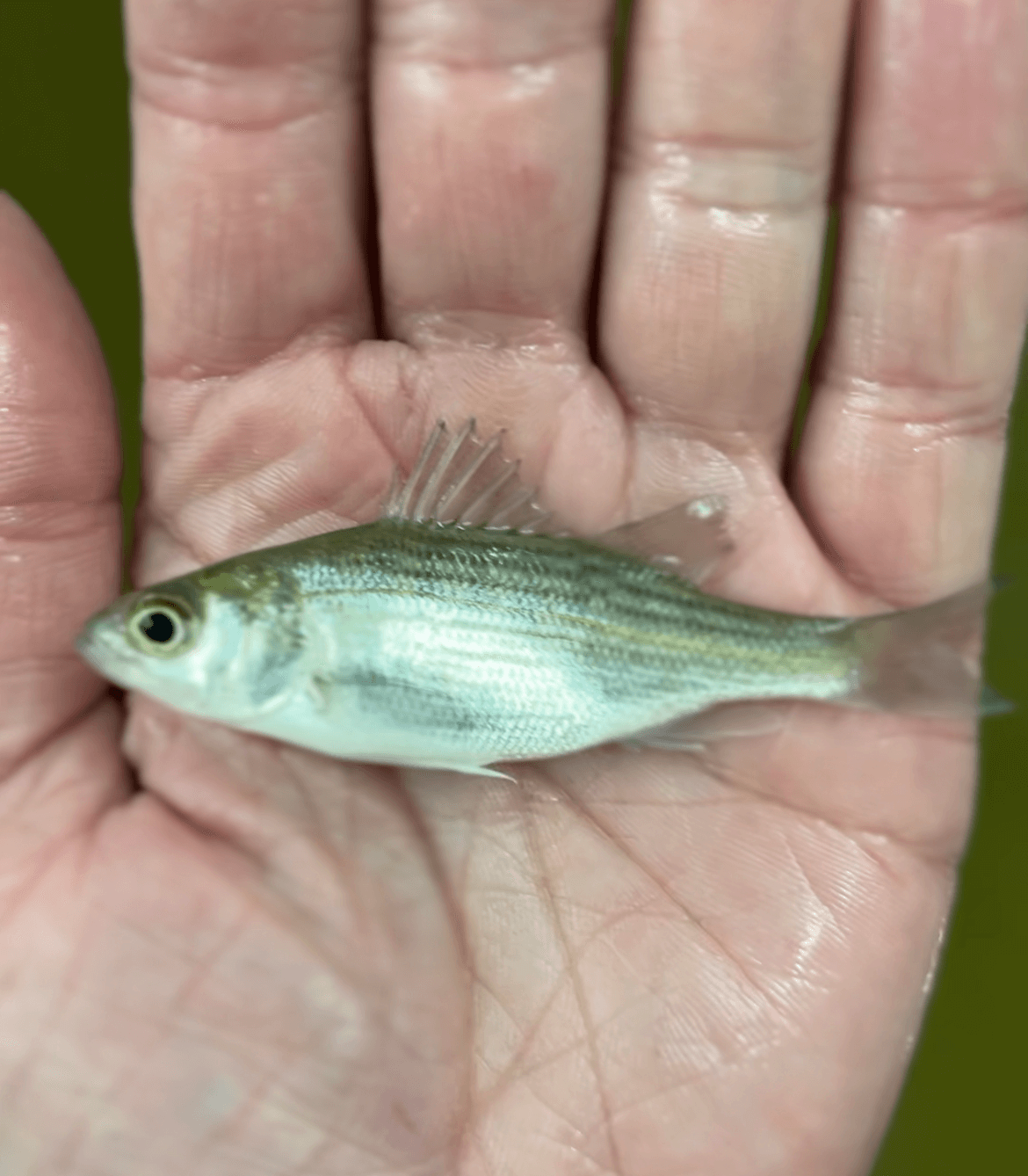 Newalla Fish Company Certified Sports Fish Fingerlings