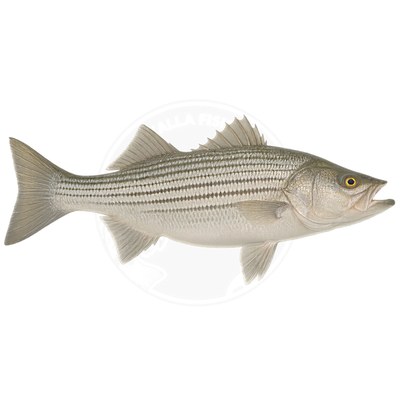Pond-Ready Pure Strain Striped Bass Juveniles - FREE SHIPPING – Newalla ...
