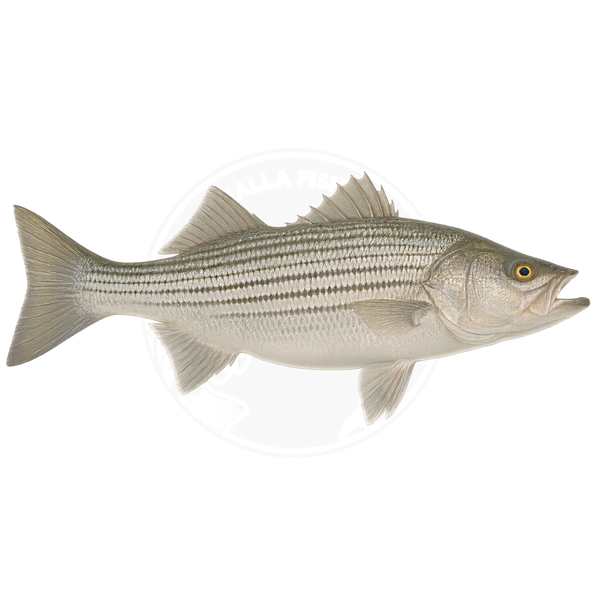 Newalla Fish Company Certified Sports Fish Fingerlings