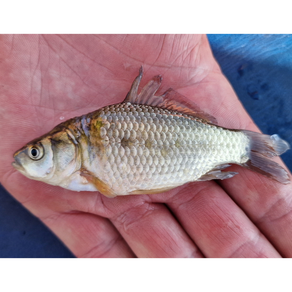 Black Salty Premium Baitfish - FREE SHIPPING – Newalla Fish Company