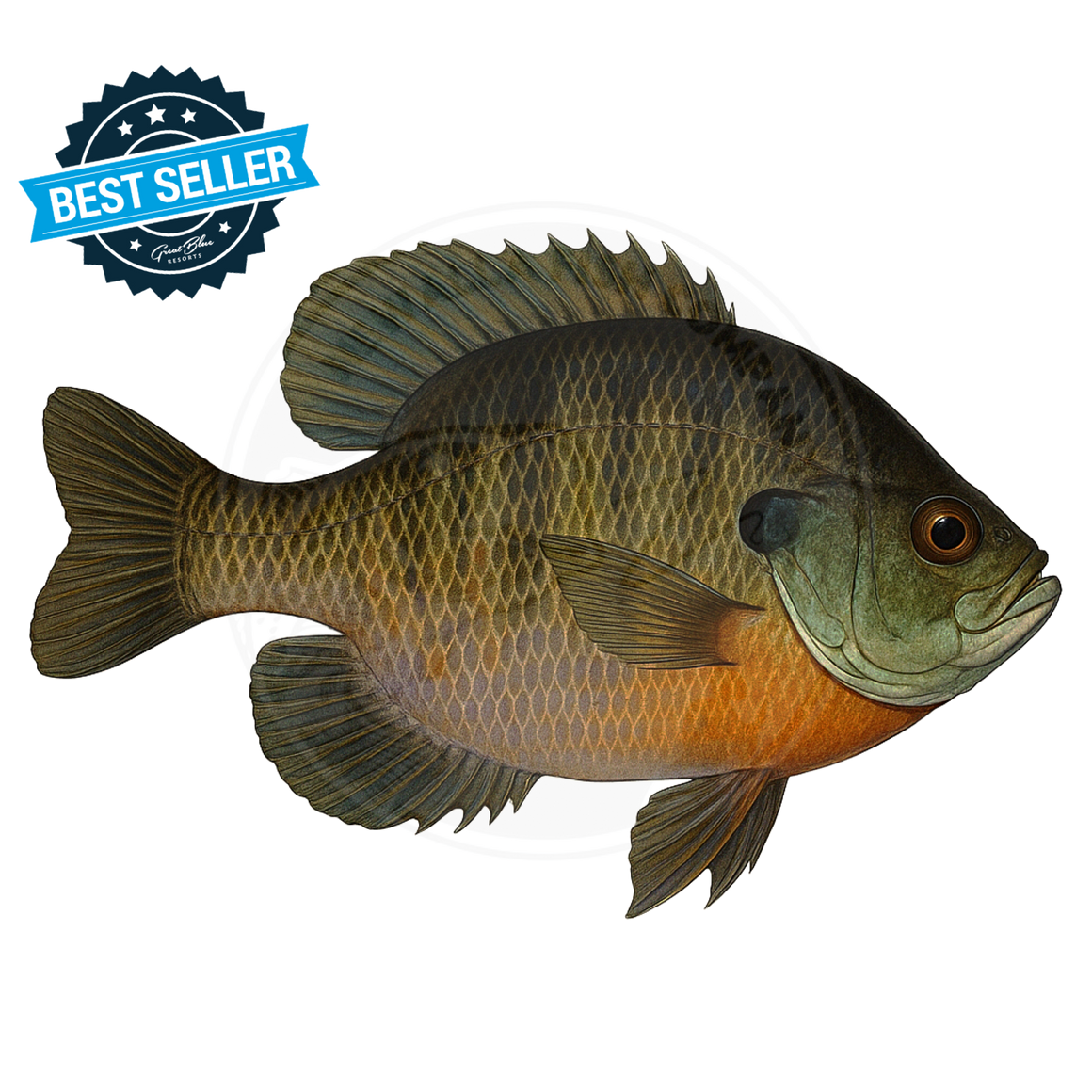 Common Bluegill - FREE SHIPPING – Newalla Fish Company