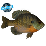 Common Bluegill - FREE SHIPPING – Newalla Fish Company