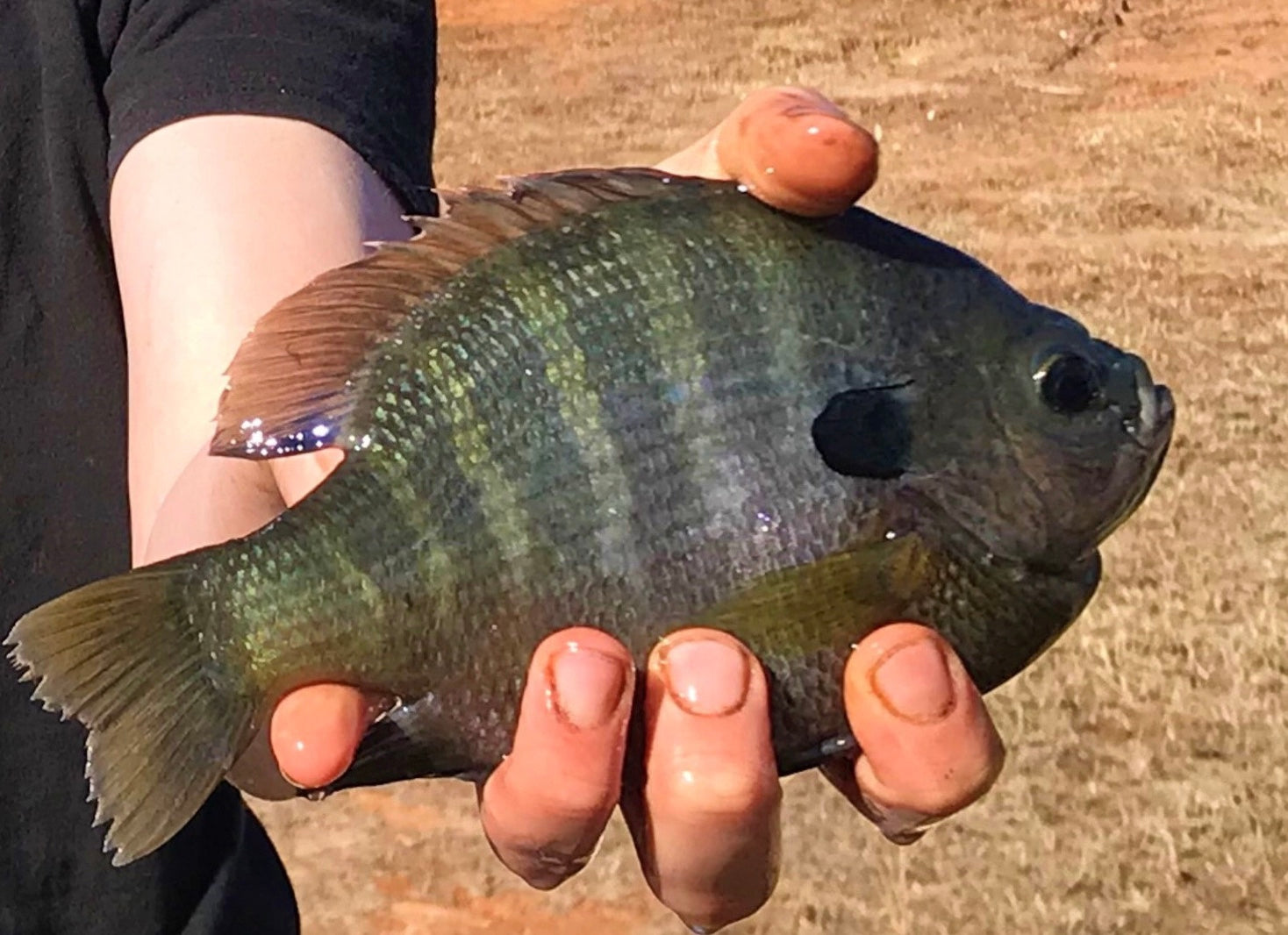 Coppernose Bluegill - AVAILABLE NOW – Newalla Fish Company