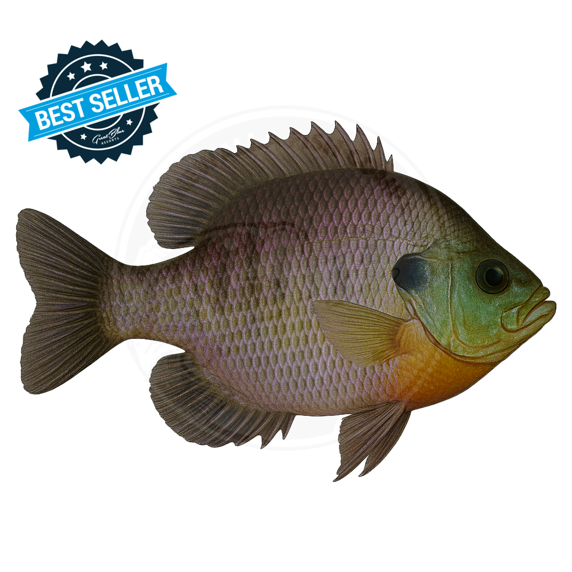 Coppernose Bluegill Juveniles - FREE SHIPPING – Newalla Fish Company