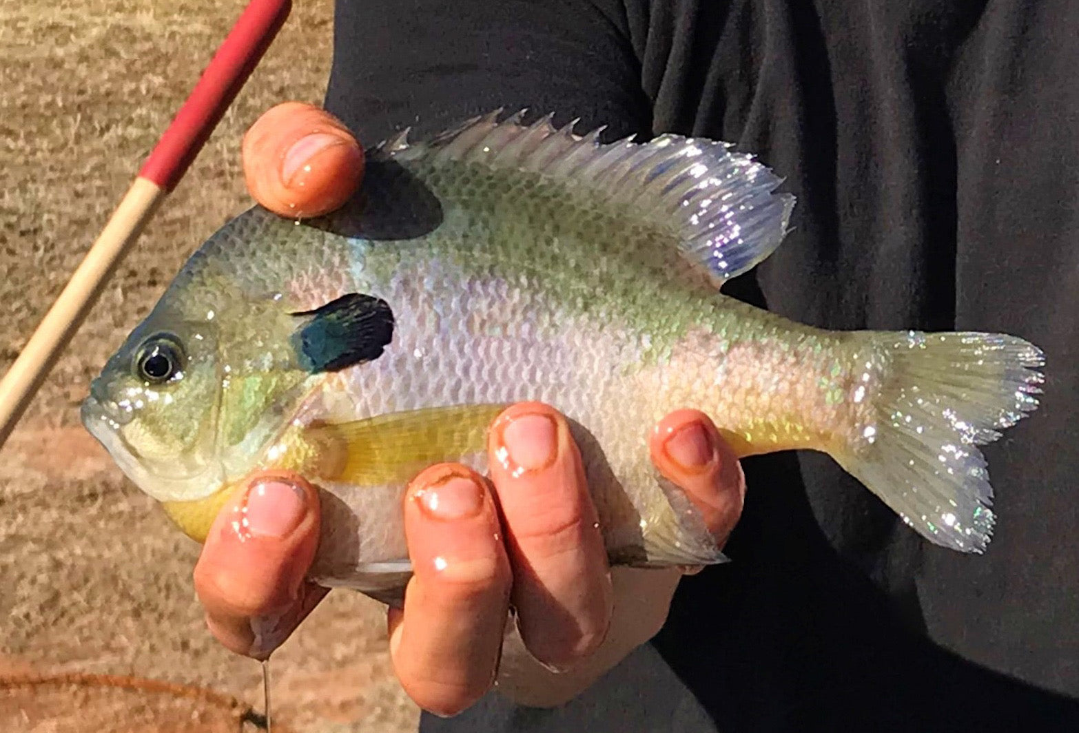Coppernose Bluegill - AVAILABLE NOW – Newalla Fish Company