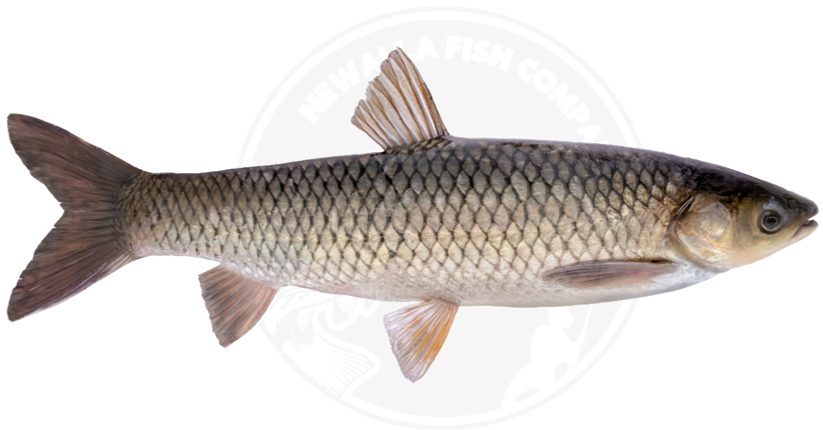 Newalla Fish Company | The Experts in Pond Sportfish