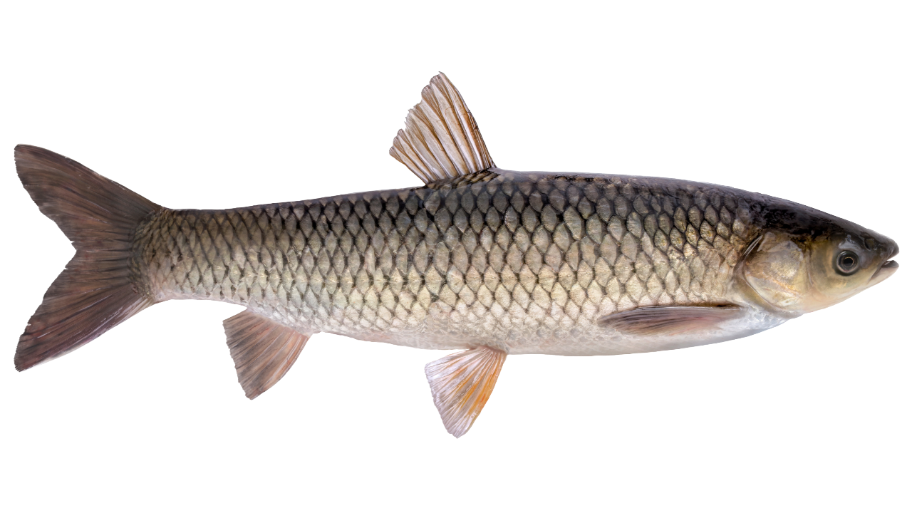 Newalla Fish Company | The Experts in Pond Sportfish