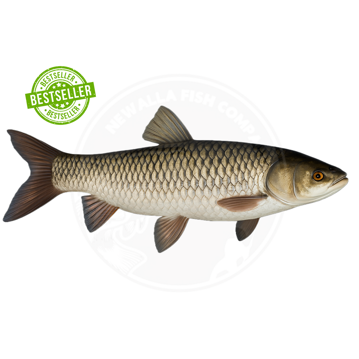 9-11” Triploid Grass Carp - FREE SHIPPING – Newalla Fish Company