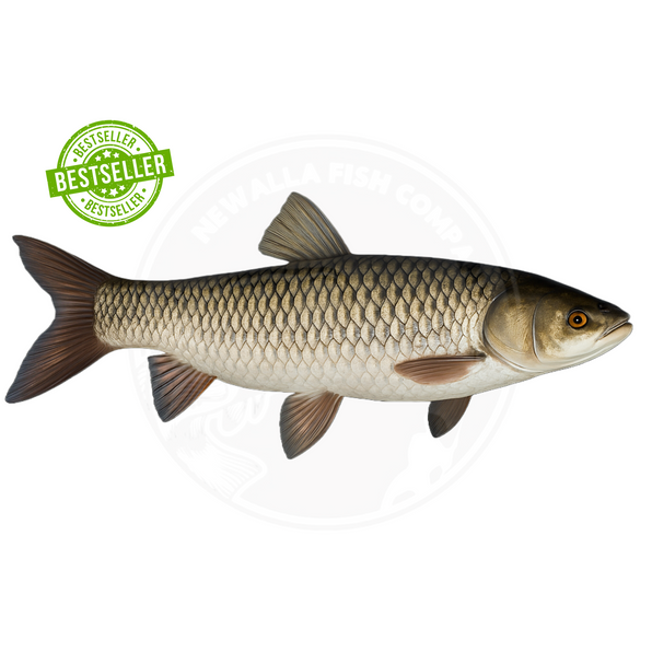 Newalla Fish Company Certified Sports Fish Fingerlings