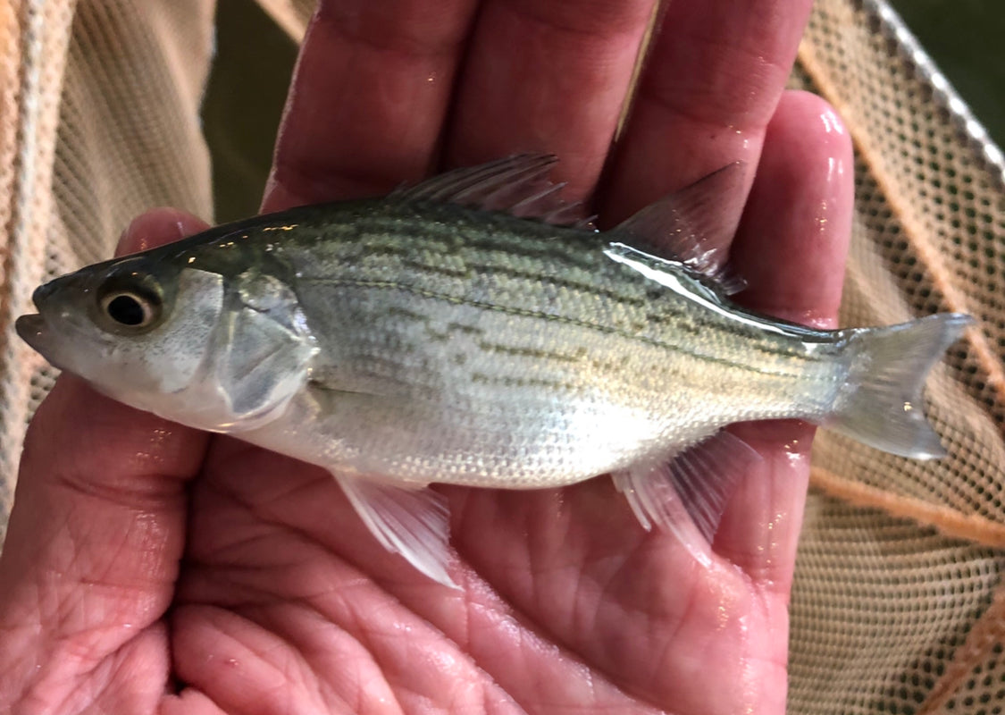3-5" Pond-Ready Hybrid Striped Bass - FREE SHIPPING – Newalla Fish Company