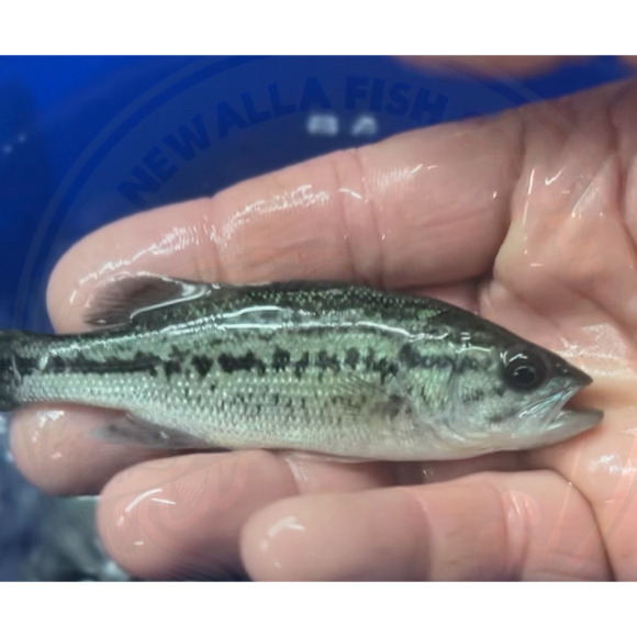 3-5" Largemouth Bass Juveniles - FREE SHIPPING – Newalla Fish Company