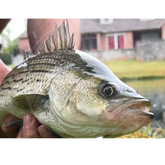 3-5" Pond-Ready Hybrid Striped Bass - FREE SHIPPING – Newalla Fish Company