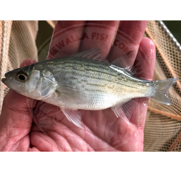 Newalla Fish Co. Pro-Shop: Top Catalog for Pond Owners – Newalla Fish ...