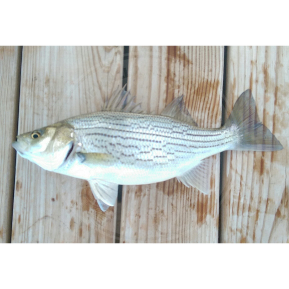 3-5" Pond-Ready Hybrid Striped Bass - FREE SHIPPING – Newalla Fish Company