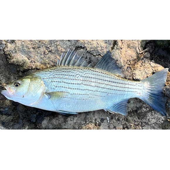 3-5" Pond-Ready Hybrid Striped Bass - FREE SHIPPING – Newalla Fish Company