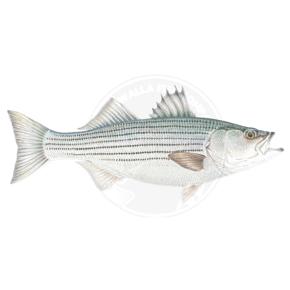 Newalla Fish Company Certified Sports Fish Fingerlings