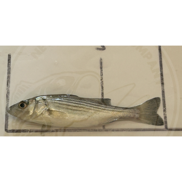 Newalla Fish Company Certified Sports Fish Fingerlings