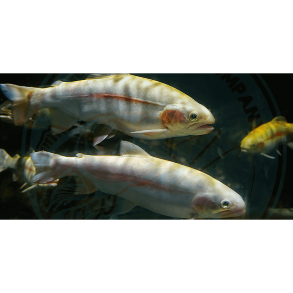 Newalla Fish Company Certified Sports Fish Fingerlings