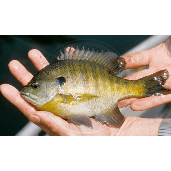 Newalla Fish Company Certified Sports Fish Fingerlings