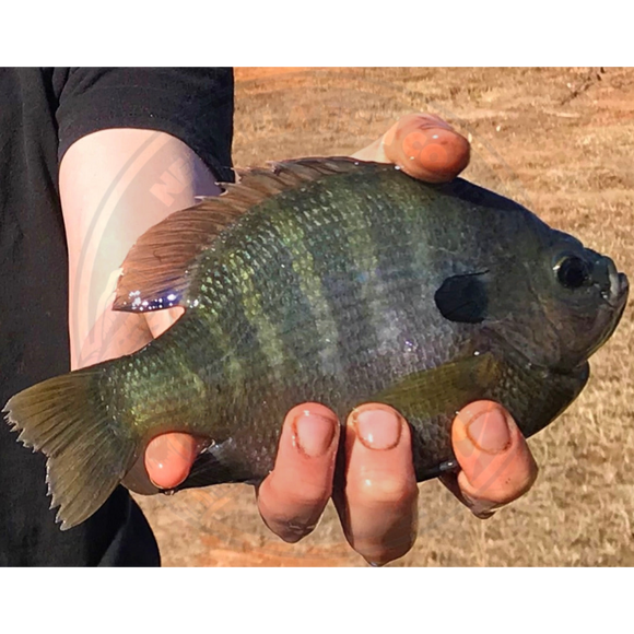 Coppernose Bluegill Juveniles - FREE SHIPPING – Newalla Fish Company