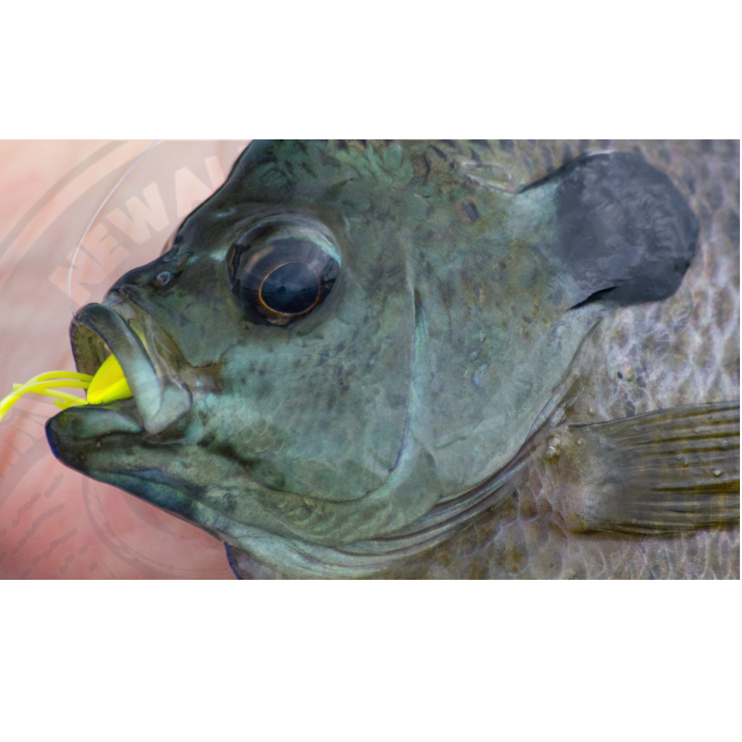 Coppernose Bluegill Juveniles - FREE SHIPPING – Newalla Fish Company