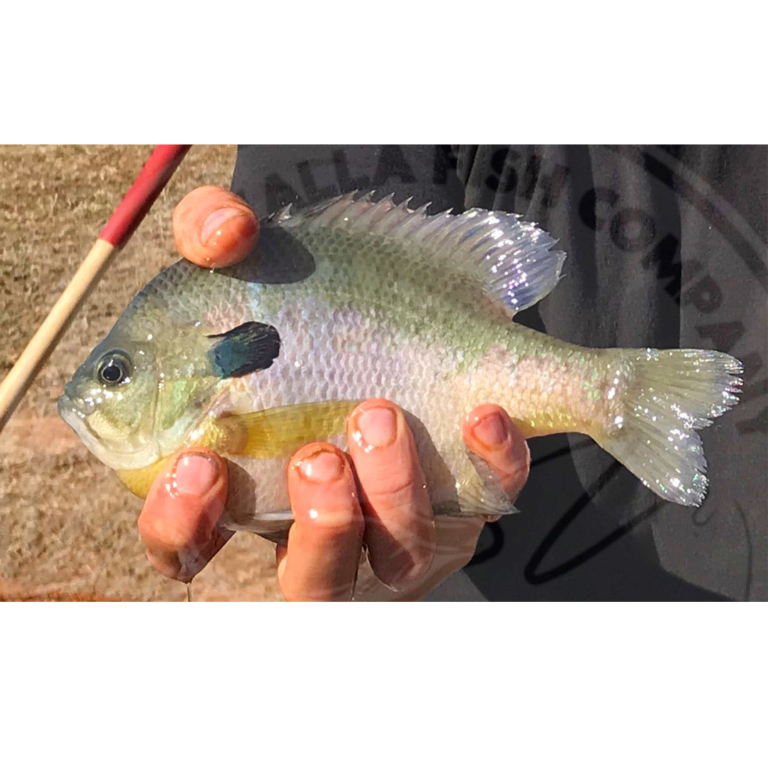 Coppernose Bluegill Juveniles - FREE SHIPPING – Newalla Fish Company