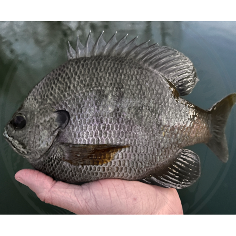 Coppernose Bluegill Juveniles - FREE SHIPPING – Newalla Fish Company