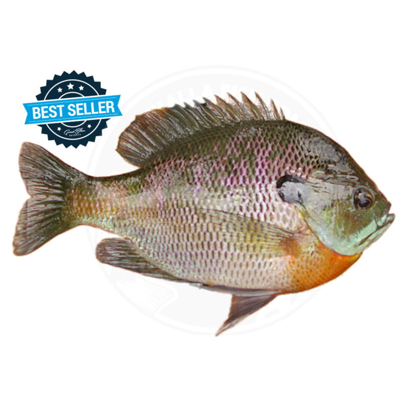 Coppernose Bluegill Juveniles - FREE SHIPPING – Newalla Fish Company