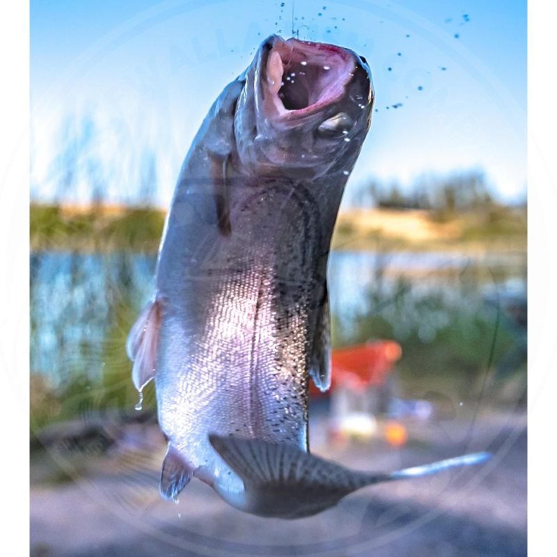 Rainbow Trout 1-3" Fingerlings - FREE SHIPPING – Newalla Fish Company