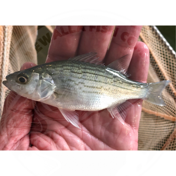 Newalla Fish Company Certified Sports Fish Fingerlings