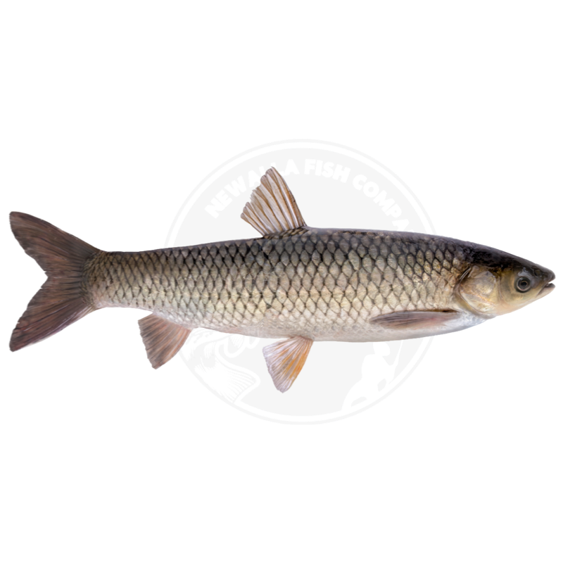 Newalla Fish Company | The Experts in Pond Sportfish