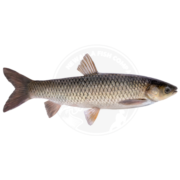 Newalla Fish Company Certified Sports Fish Fingerlings