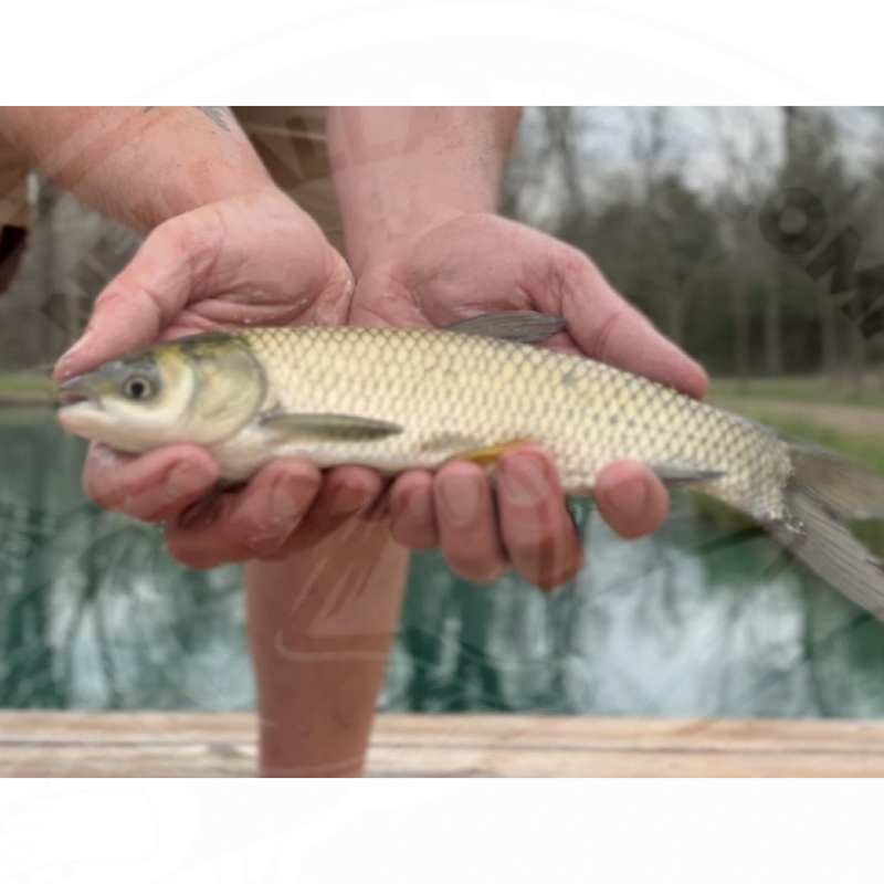 9-11” Triploid Grass Carp - FREE SHIPPING – Newalla Fish Company