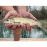 Triploid Grass Carp - FREE SHIPPING – Newalla Fish Company