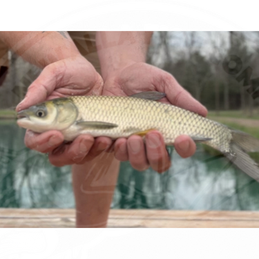 9-11” Triploid Grass Carp - FREE SHIPPING – Newalla Fish Company
