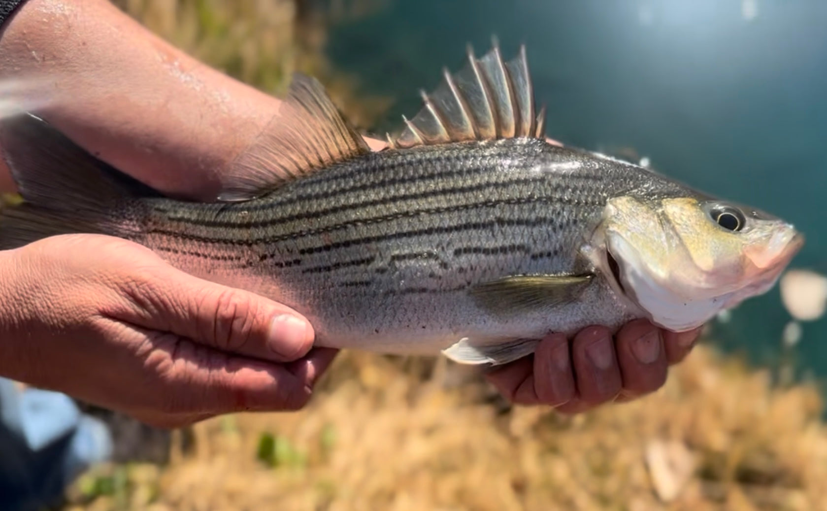 Newalla Fish Company | The Experts in Pond Sportfish