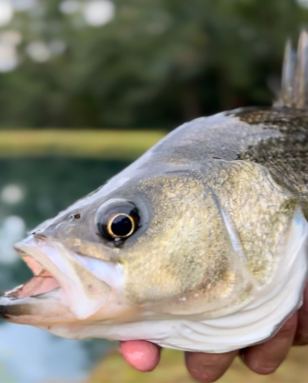 Newalla Fish Company | The Experts in Pond Sportfish
