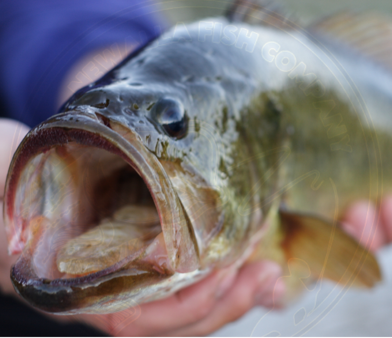 3-5" Largemouth Bass Juveniles - FREE SHIPPING – Newalla Fish Company