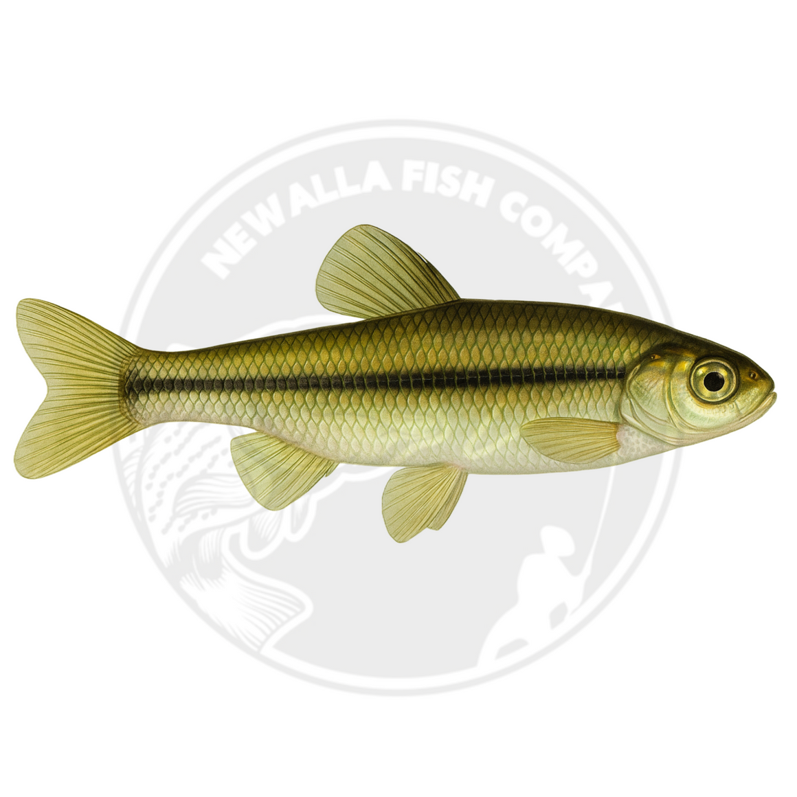 Fathead Minnow (Large) – FREE SHIPPING – Newalla Fish Company