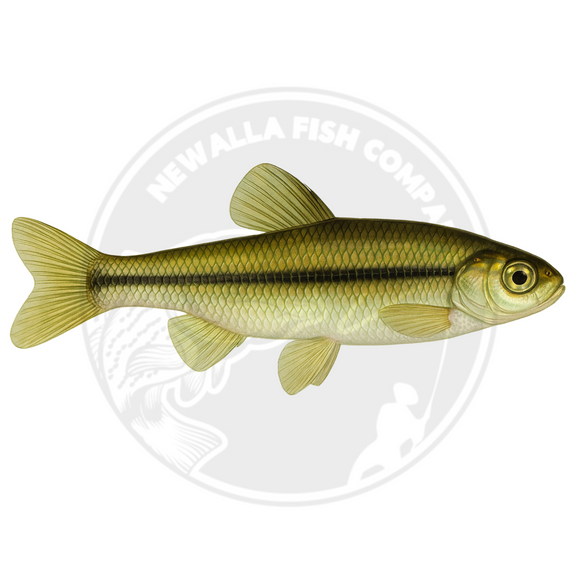 Fathead Minnow (Large) – FREE SHIPPING – Newalla Fish Company