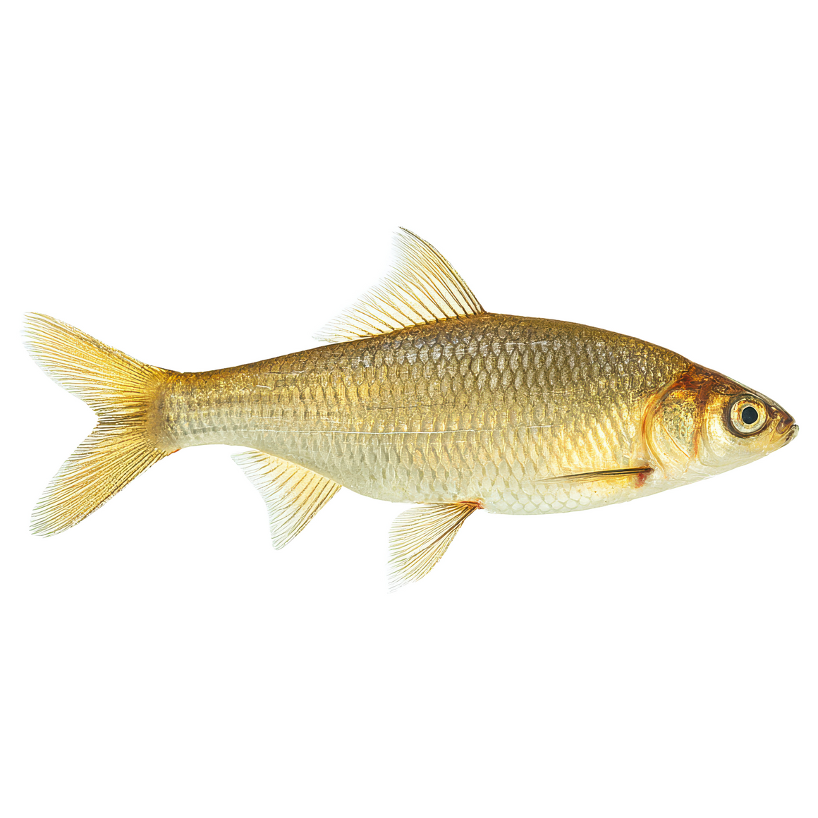 Golden Shiner (Medium to Brooders) - FREE SHIPPING – Newalla Fish Company