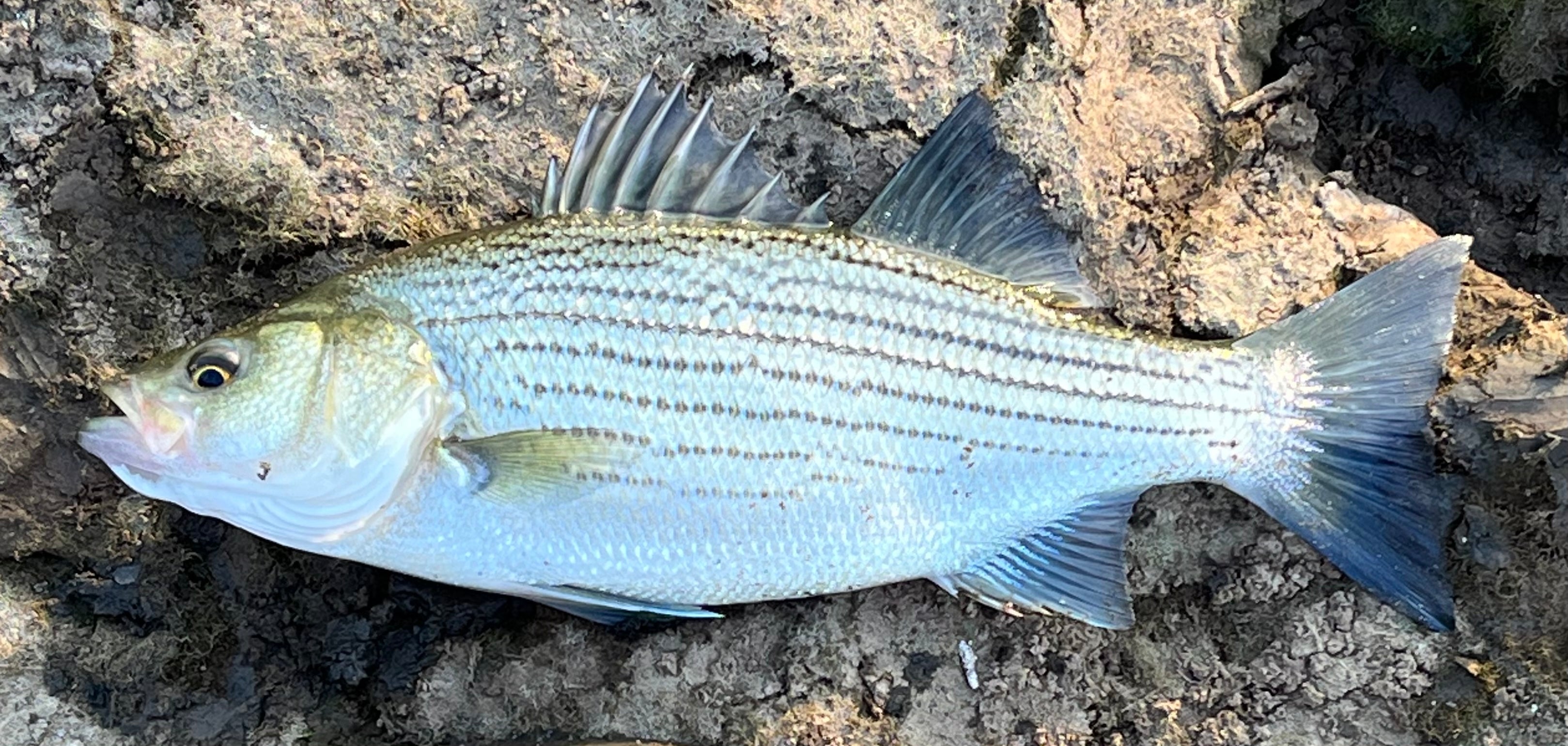 3-5" Pond-Ready Hybrid Striped Bass - FREE SHIPPING – Newalla Fish Company