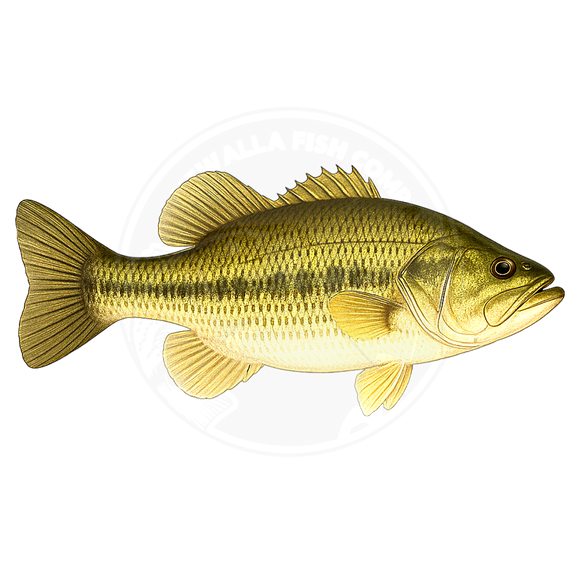 3-5" Largemouth Bass Juveniles - FREE SHIPPING – Newalla Fish Company
