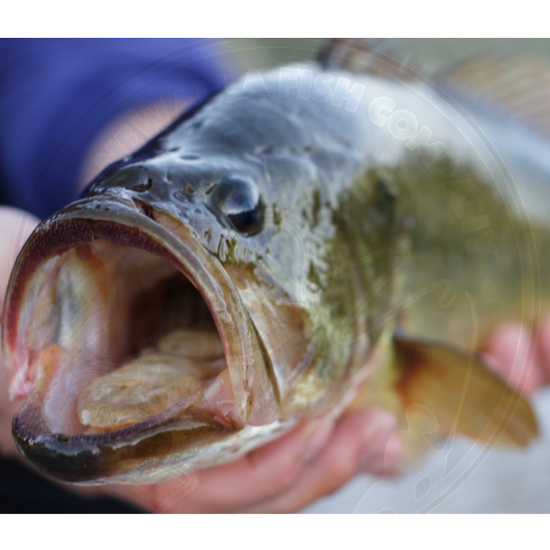 3-5" Largemouth Bass Juveniles - FREE SHIPPING – Newalla Fish Company