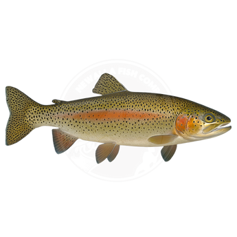 Newalla Fish Company Certified Sports Fish Fingerlings