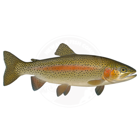 Bulk Rainbow Trout Fry - FREE SHIPPING & Great Value – Newalla Fish Company