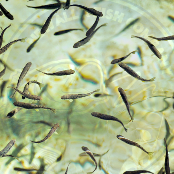 Live Trout Fingerlings & Feed - Newalla Fish Co. Pro-Shop – Newalla ...