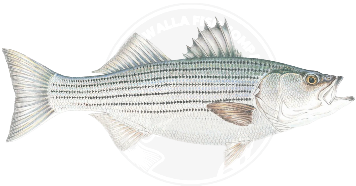 Newalla Fish Company | The Experts in Pond Sportfish