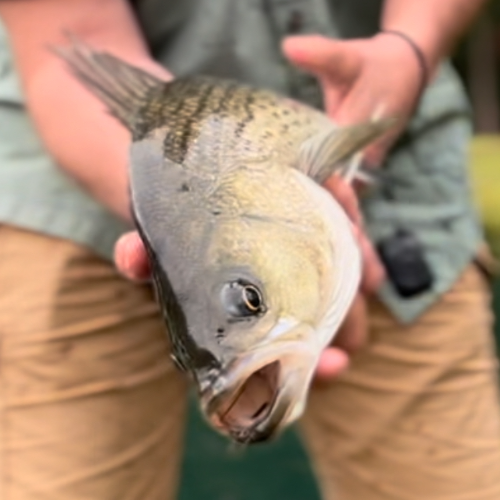 Newalla Fish Company | The Experts in Pond Sportfish